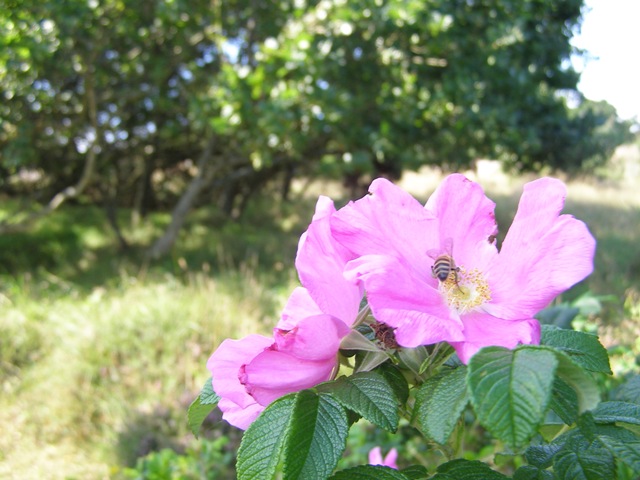 Bedste billeder af Bornholm